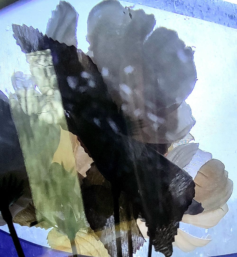 Skillfully Curled Photography Photos by Patsy Rahn