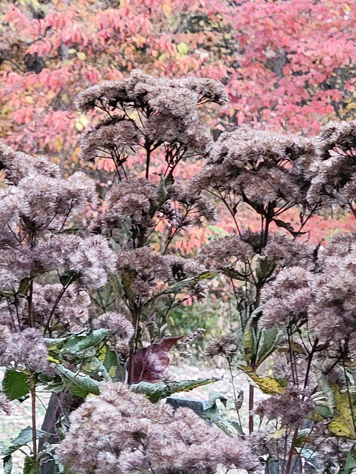 Skillfully Curled Photography Photos by Patsy Rahn